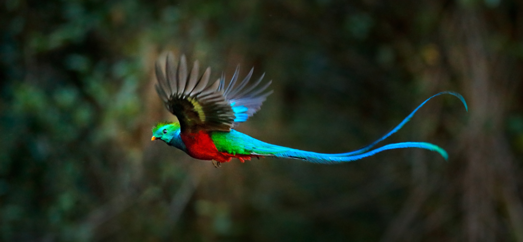 Blog: The Story Behind Quetzal’s Name - Quetzal
